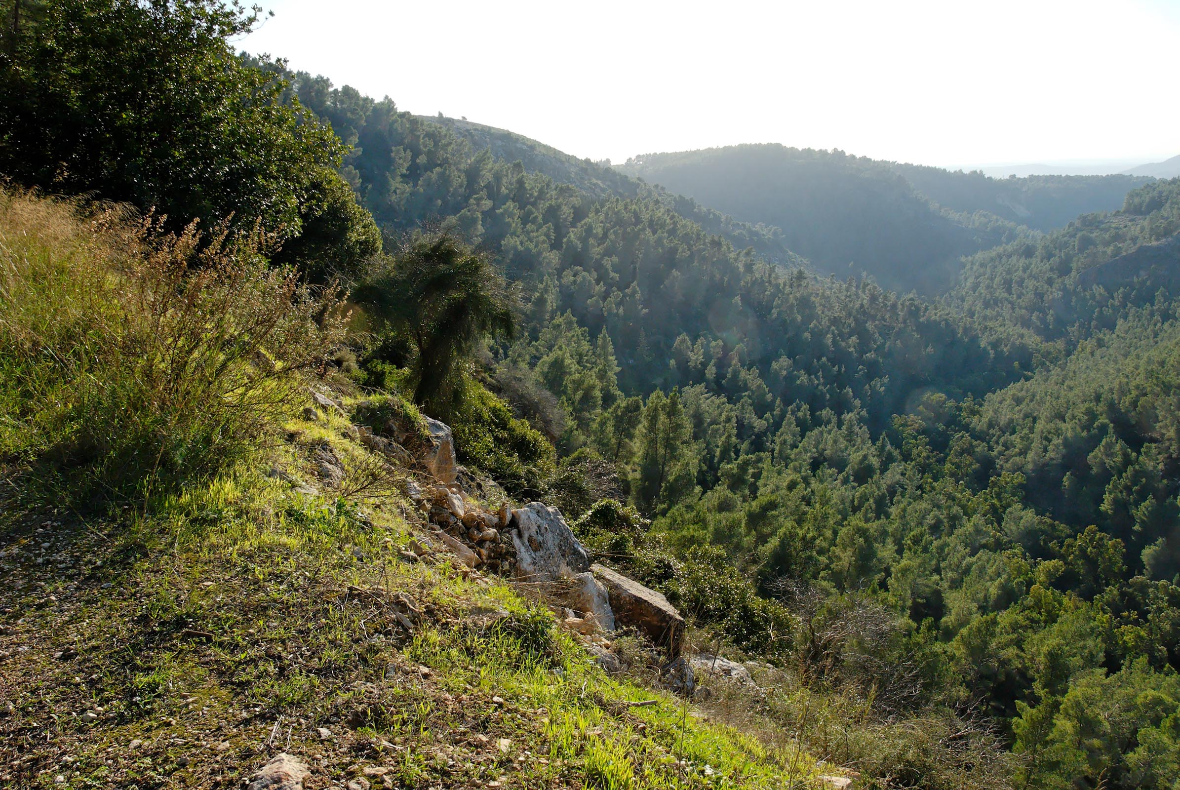 Caiaphas, The High Priest and The Forest – Tours to the Holy Land