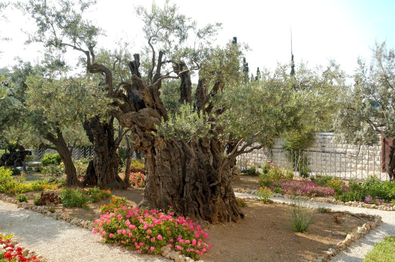 The Garden Of Gethsemane, So Much To Say…So Little Time – Tours to the ...